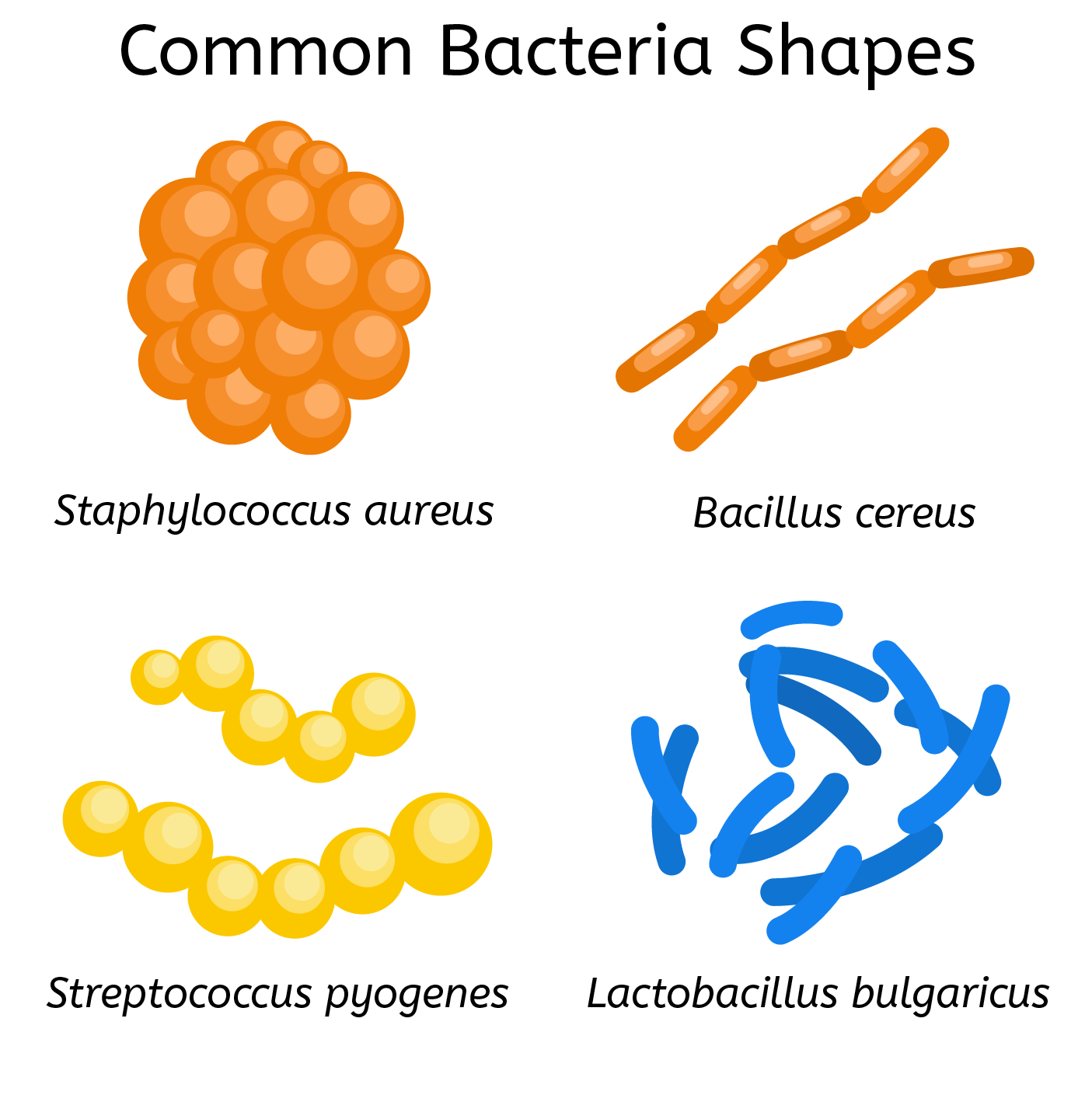 Bacteria Examples